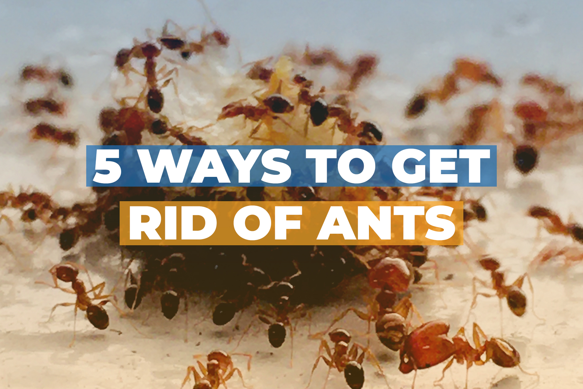 Formula Pest Control : Melbourne based Pest Control Service