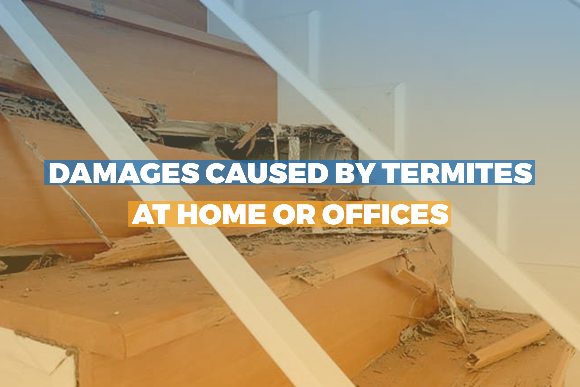 Damages Caused by Termites at Home or Offices